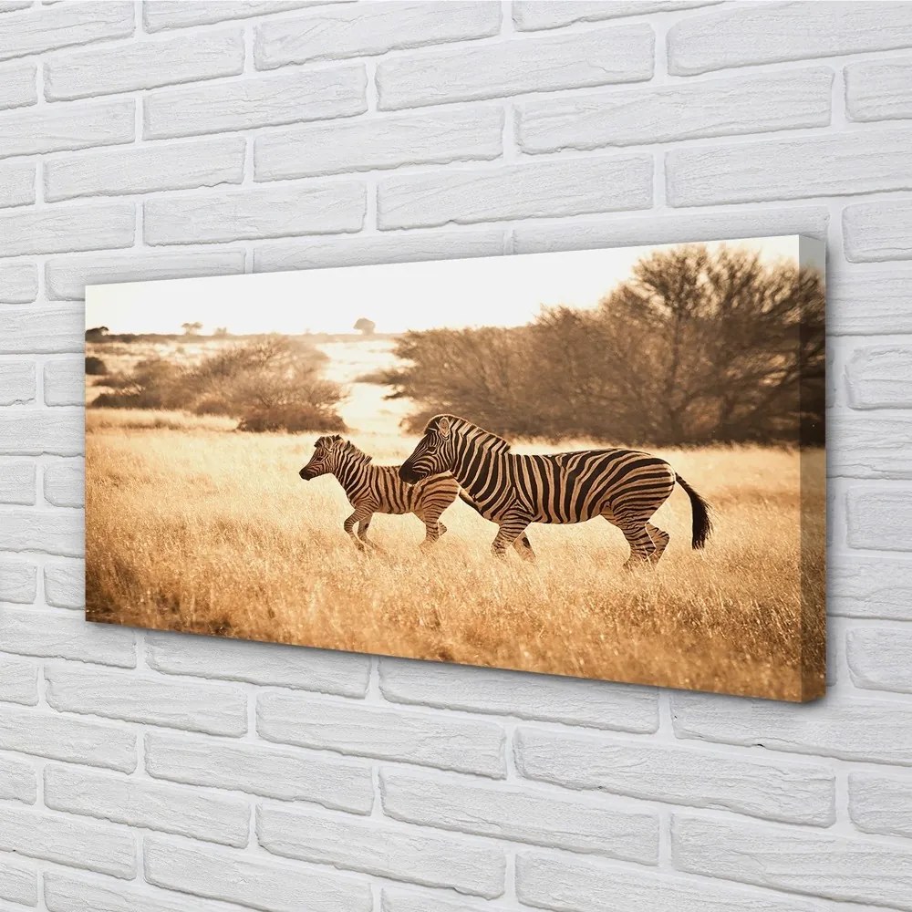 Obrazy na plátně Zebra pole sunset 120x60 cm