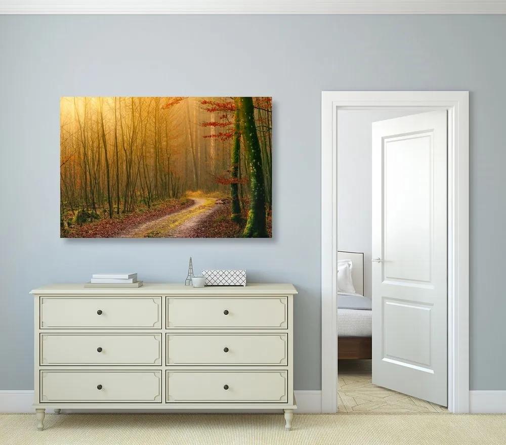 Obraz cestička do lesa - 60x40 cm