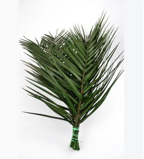 Listy palmy Phoenix 150 - 175 cm