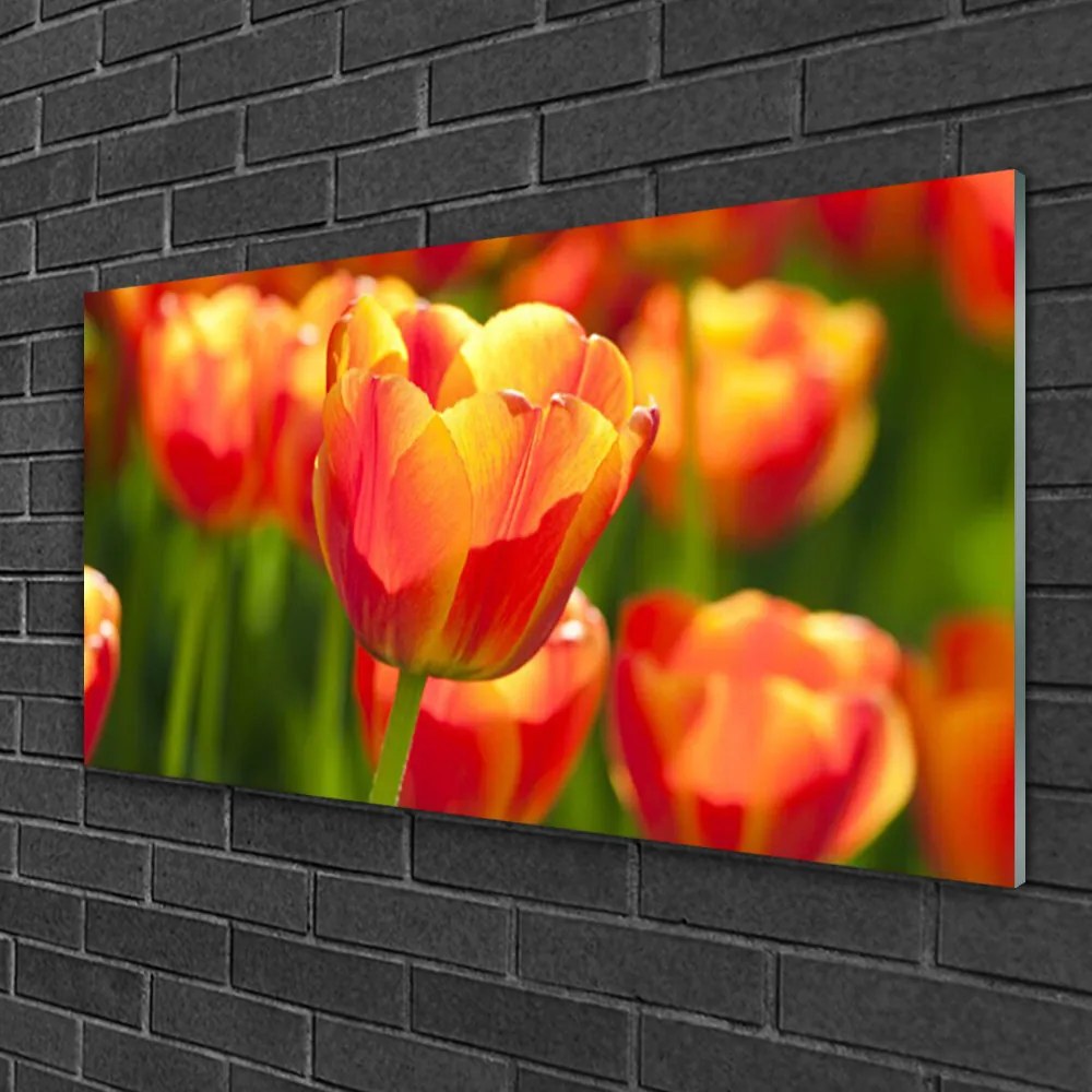 Obraz na skle Tulipány Květiny Rostlina 100x50 cm