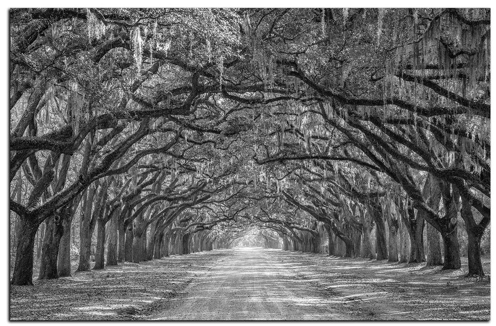 Obraz na plátně - Historické dubové stromy lemované polní cestou 1239QA (60x40 cm)