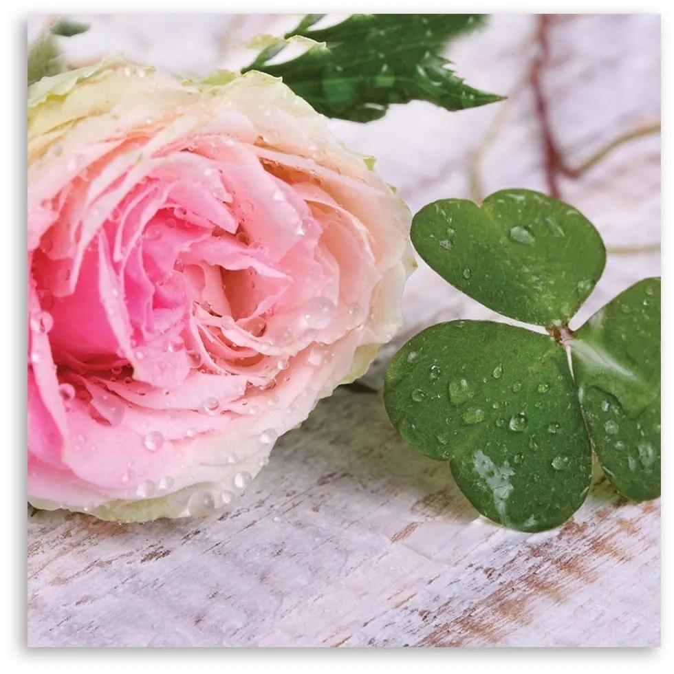 Obraz na plátně, Růžová růže Květina Příroda - 30x30 cm