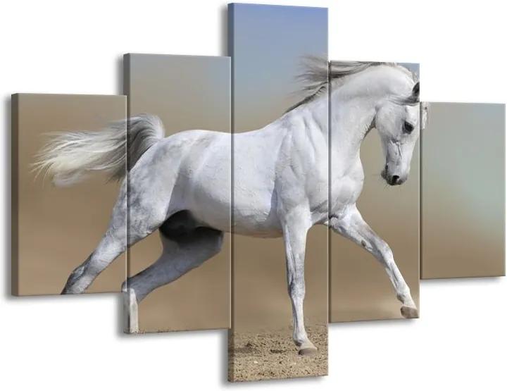 Bílý kůň 100x70 cm