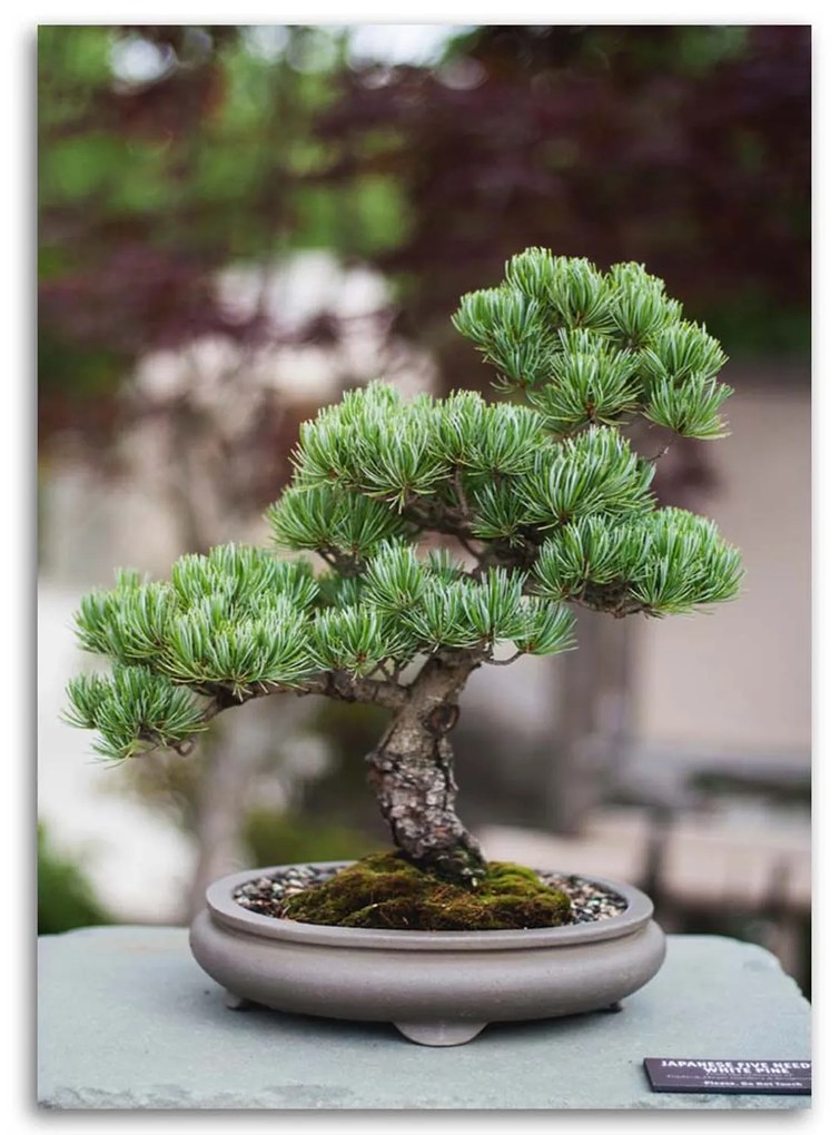 Gario Obraz na plátně Bonsai strom na kamenech Rozměry: 40 x 60 cm