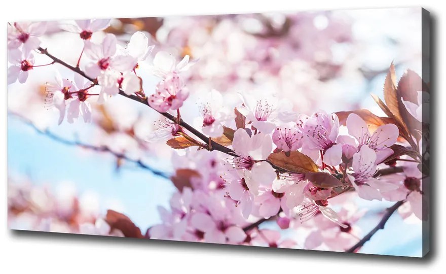 Wallmuralia Foto obraz na plátně Květy višně 100x50 cm