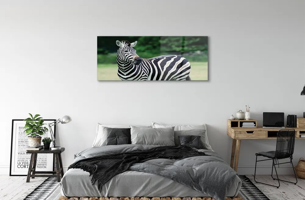 akrylový obraz Zebra box 120x60 cm