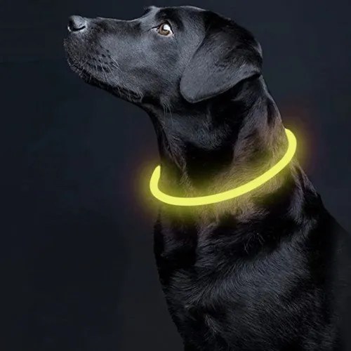 Svíticí obojek pro psy LED Purlov 24200, regulovatelný, nabíjecí USB-C
