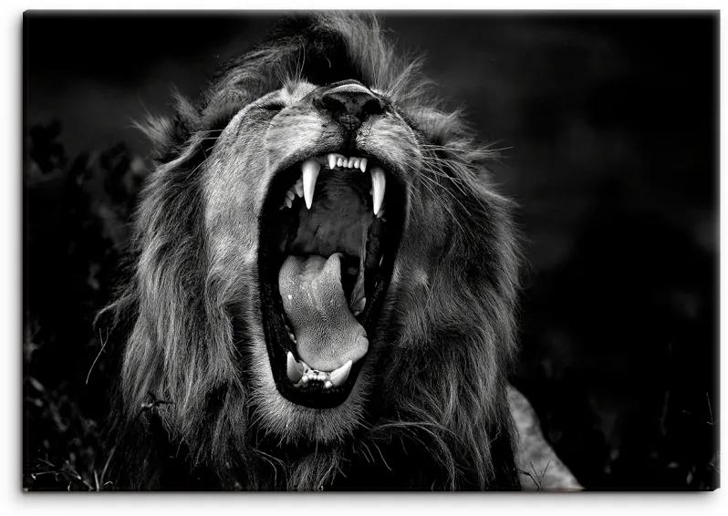 Malvis ® Obraz Černobílý královský lev Velikost: 150x100 cm