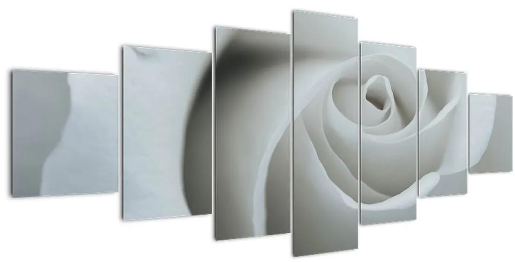 Obraz - Bílá růže (210x100 cm)