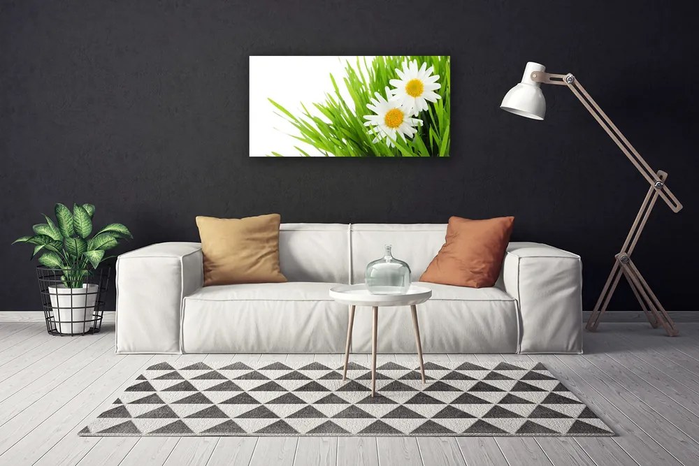 Obraz na plátně Sedmikráska Květ Příroda 100x50 cm