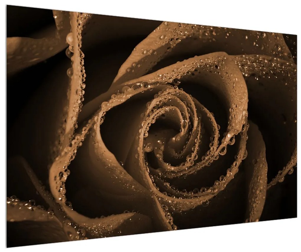 Obraz růže s kapkami (120x80 cm)