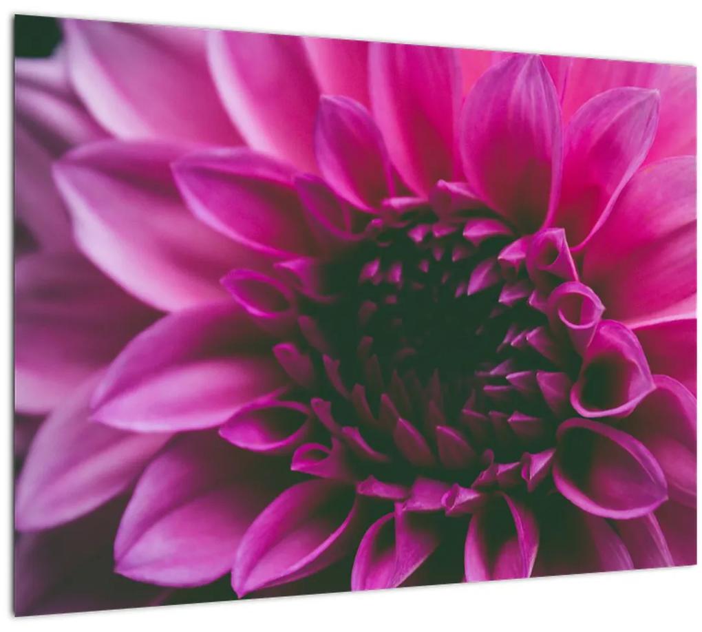 Skleněný obraz růžového květu (70x50 cm)