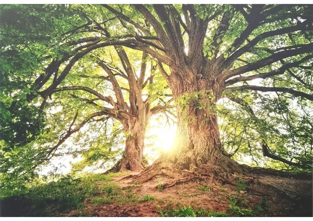 Bondecor Obraz na plátně "Slunce mezi stromy" 116x80cm