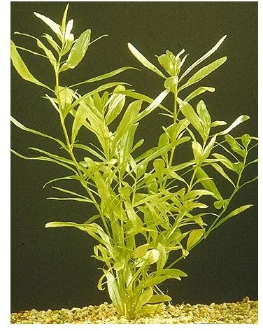 Hygrophila polysperma