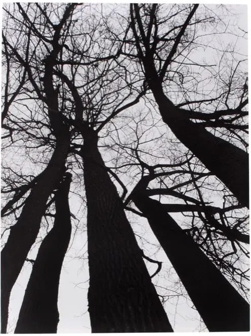 Tomasucci Obraz WINTER TREE 90x120x3,5cm,černobílý