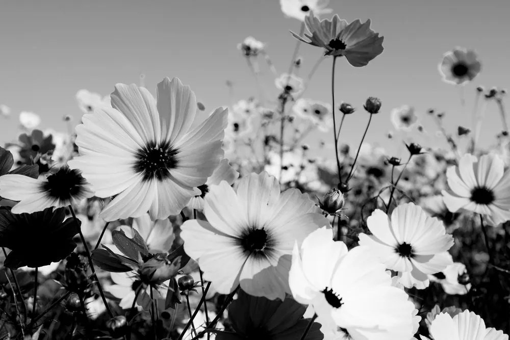 Obraz louka jarních květin v černobílém provedení Varianta: 120x80