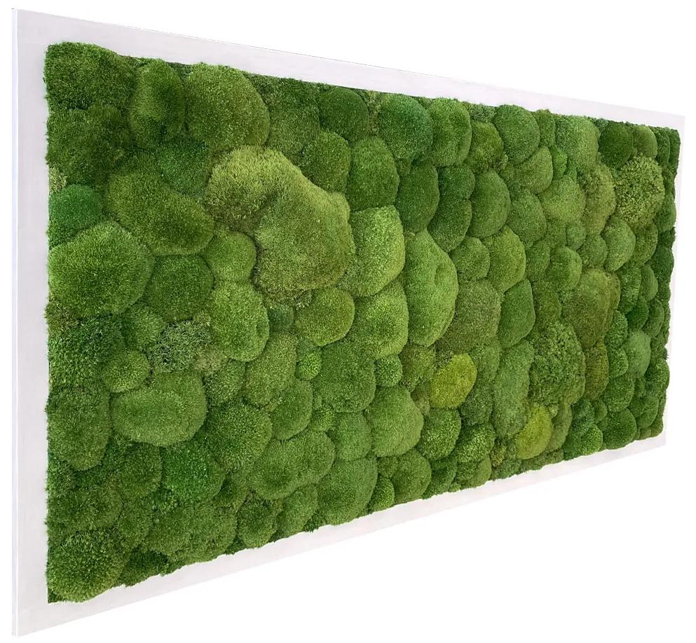 WOODILO Mechový obraz 210 | kopečkový mech | světle zelená Rozměr obrazu: 100x100 cm, Barva rámu: Bílá, Síla rámu (pohledová): 3,7 cm