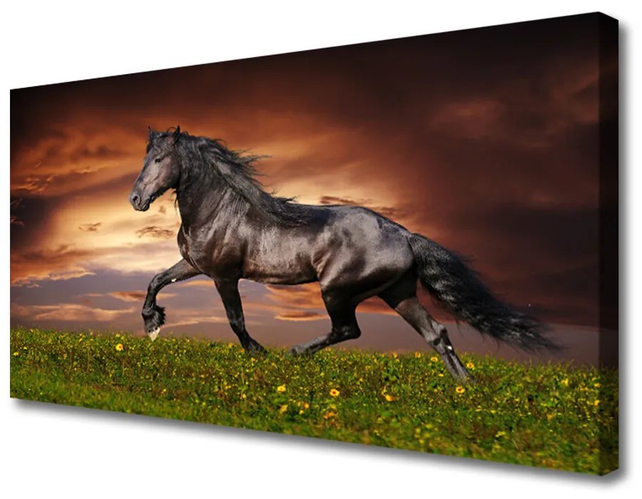 Obraz na plátně Černý Kůň Louka Zvířata 100x50cm