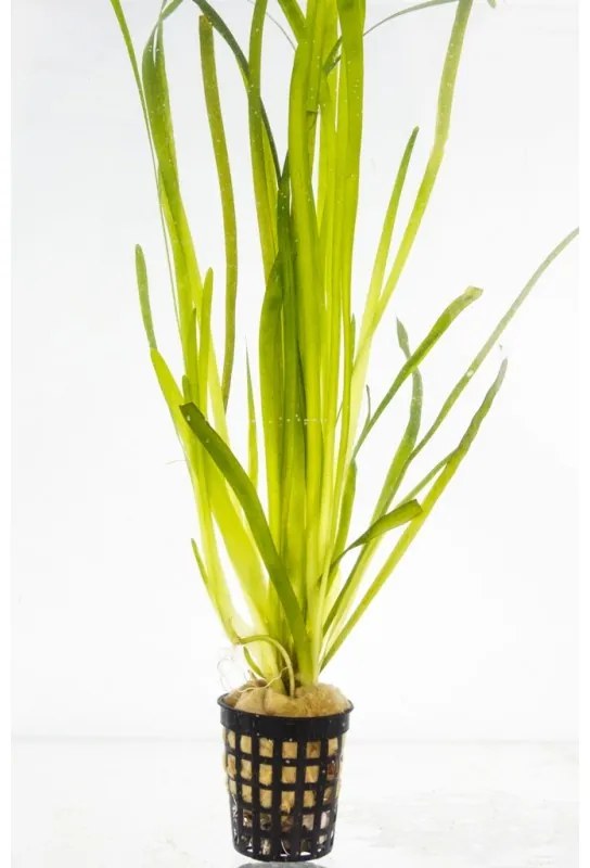 Vallisneria spiralis