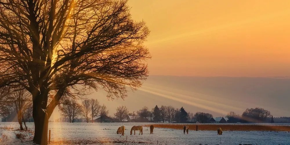 Obraz koně v zasněžené krajině - 100x50 cm