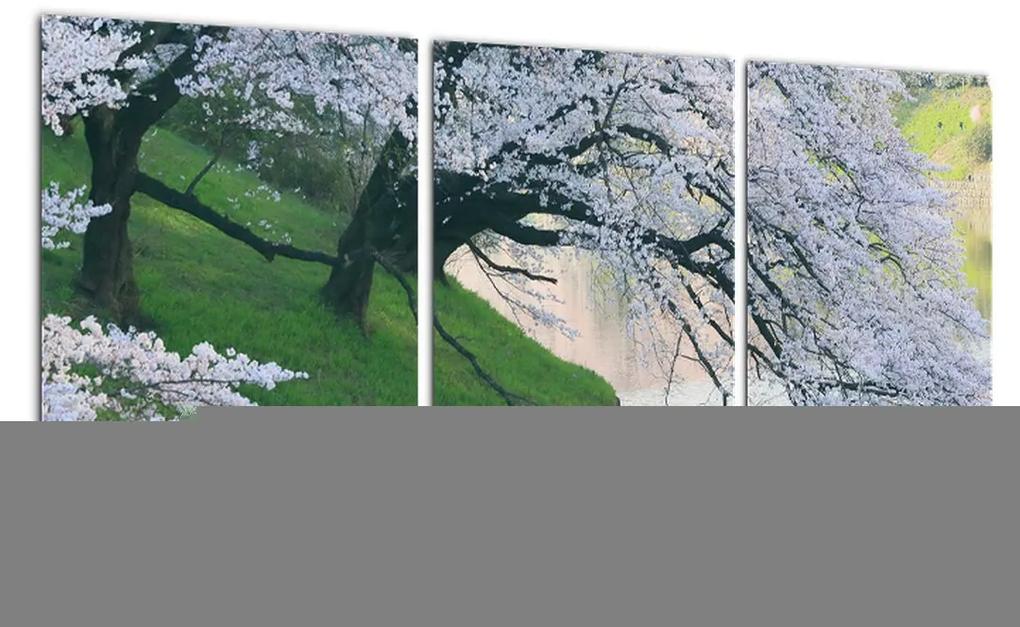 Obraz kvetoucích stromů