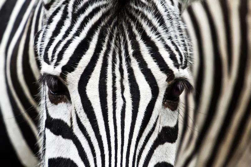 Fototapeta DIMEX Zebra XL-464| 330 x 220 cm