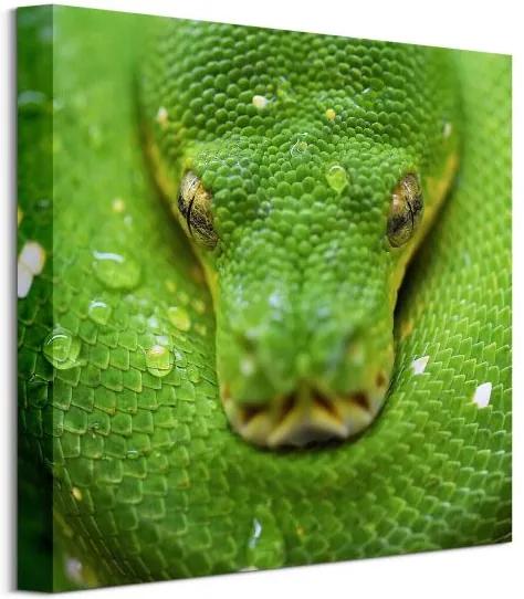 Obraz na plátně Zelený had Clode David 40x40cm CKS3796