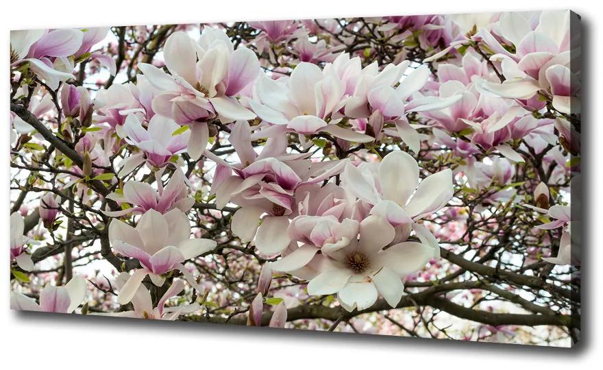 Wallmuralia Foto-obraz canvas do obýváku Květiny magnolie 100x50