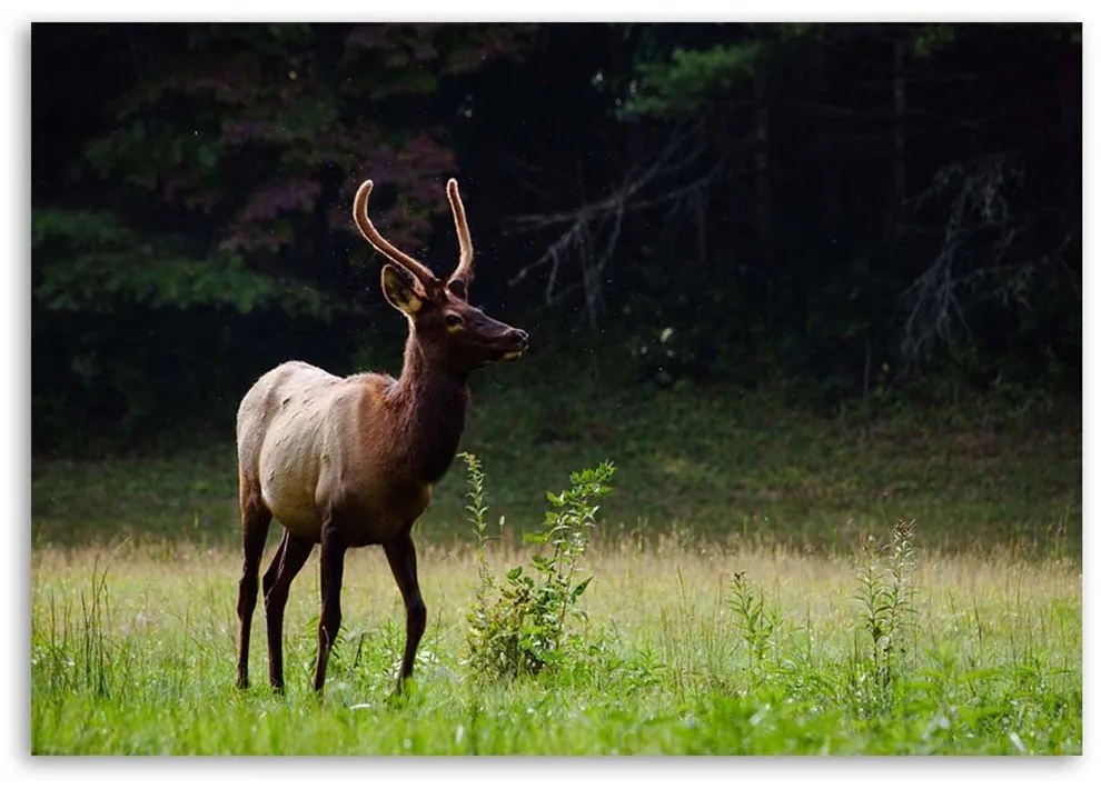 Gario Obraz na plátně Jelen na louce Rozměry: 120 x 80 cm