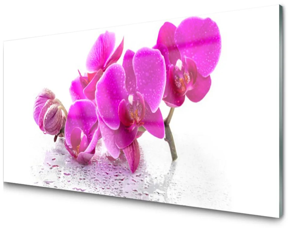 Skleněný obraz Květiny Rostlina Příroda