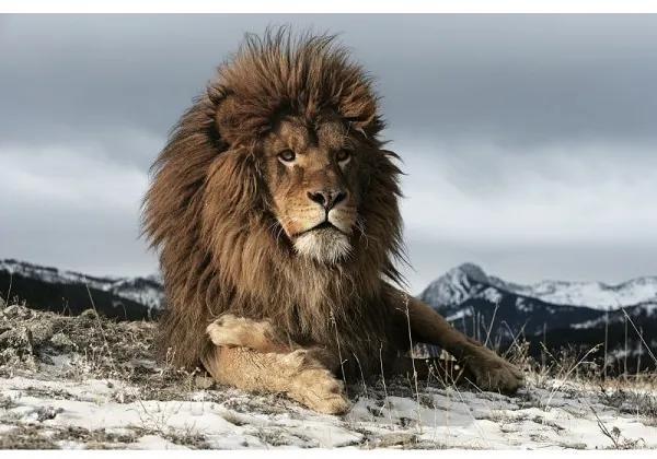 Obraz Lion 120 x 80 cm