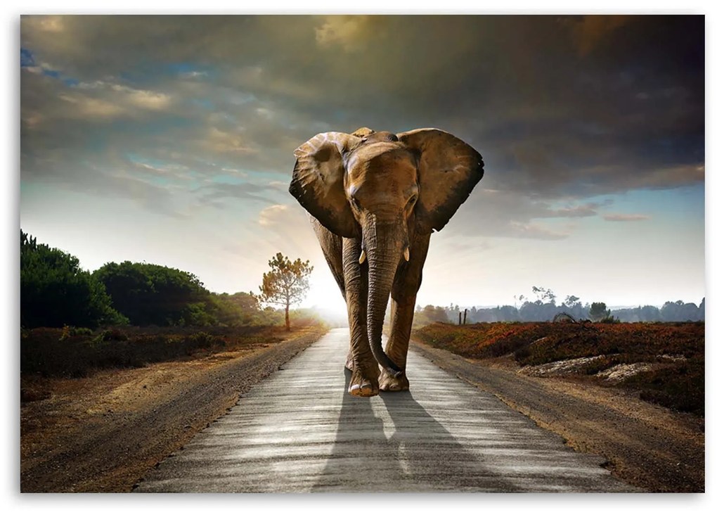 Gario Obraz na plátně Putování slona Rozměry: 60 x 40 cm