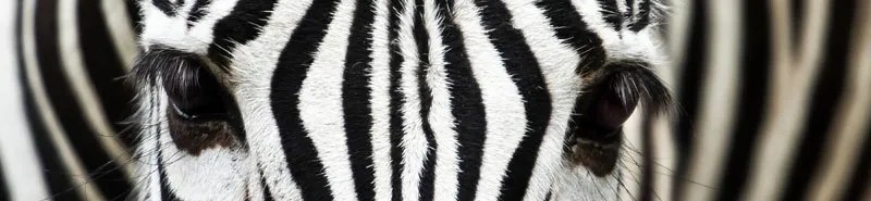 Fototapeta na linku Zebra 260 x 60 cm KI260-016