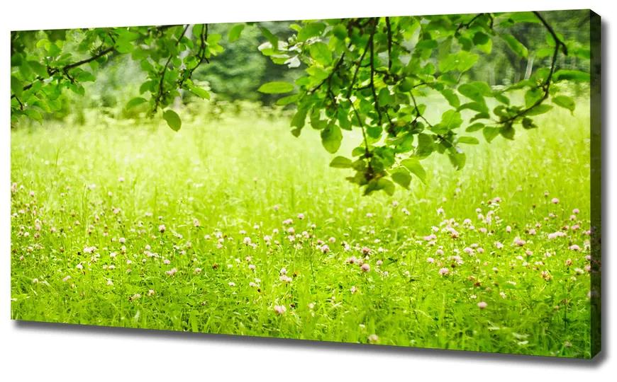 Wallmuralia Foto obraz na plátně zelená louka 120x60 cm