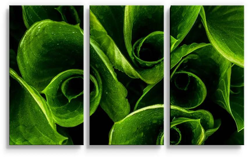 Sablio Obraz - 3-dílný Zelené listy - 120x80 cm