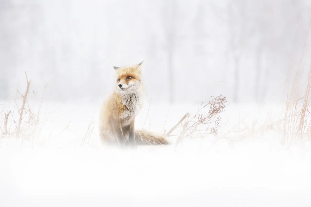 Fotografie Waiting..., Doris Reindl, (40 x 26.7 cm)