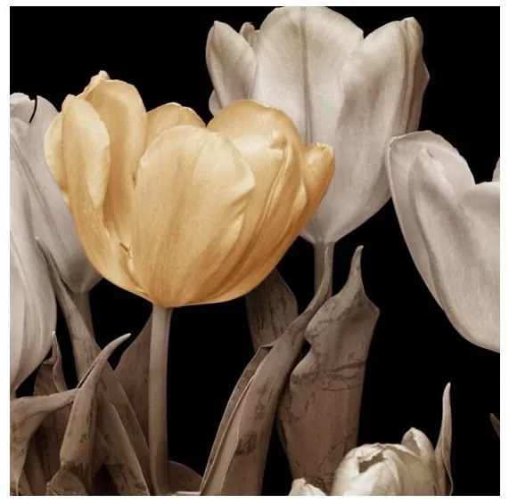 Obraz tulipánů - béžová černobíla (70x70 cm), 40 dalších rozměrů