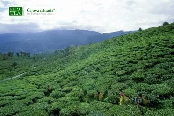 Čajová zahrada Plakát Čajová plantáž Assam