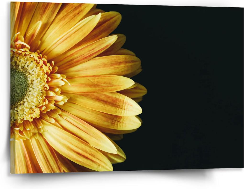 Obraz - žlutá gerbera 150x110 cm