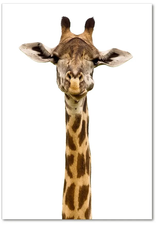 Wallmuralia Foto obraz akrylové sklo Žirafa 70x100 cm