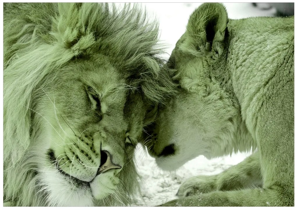 Fototapeta - Lion Tenderness (Green)