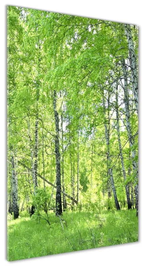 Wallmuralia Foto obraz sklo tvrzené Břízový les 50x100 cm