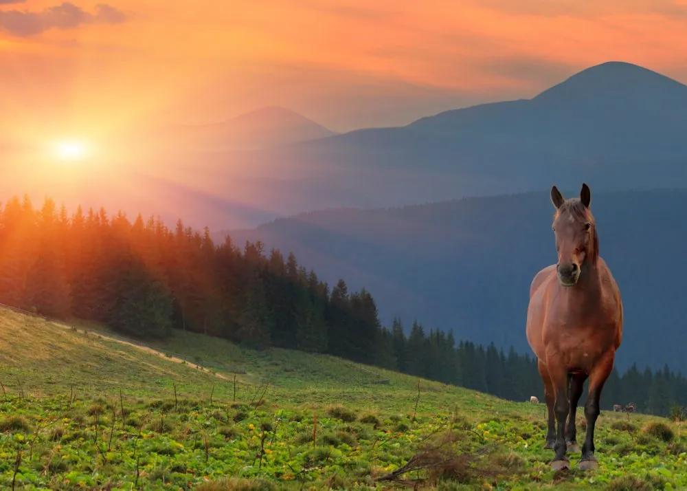Obraz Kůň Na Pozadí Západu Slunce Nedostatek Nedostatek Plátno Canvas 90x60