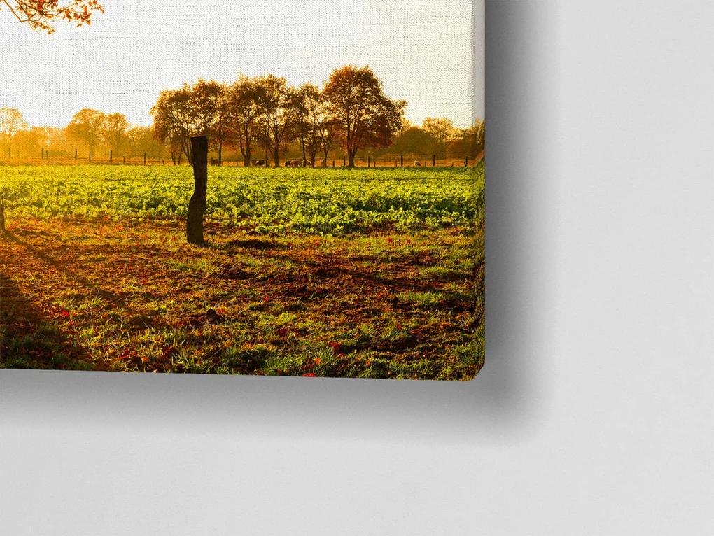 Liox Obraz košatý strom Rozměr: 250 x 110 cm