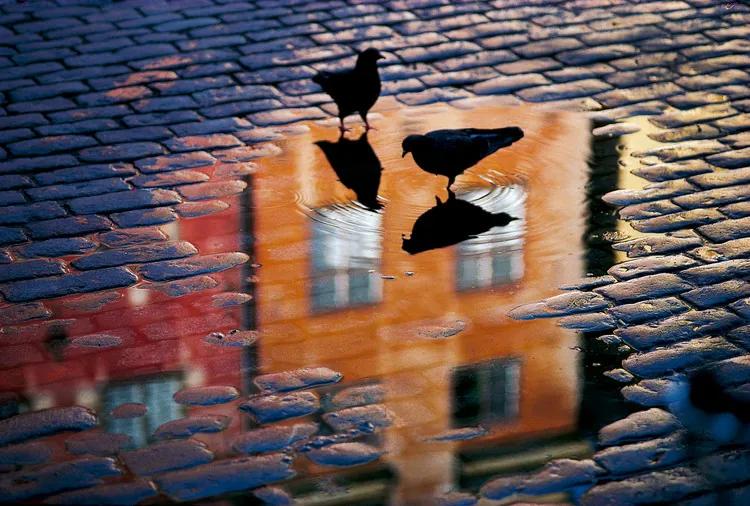 Umělecká fotografie Pigeons, Allan	Wallberg