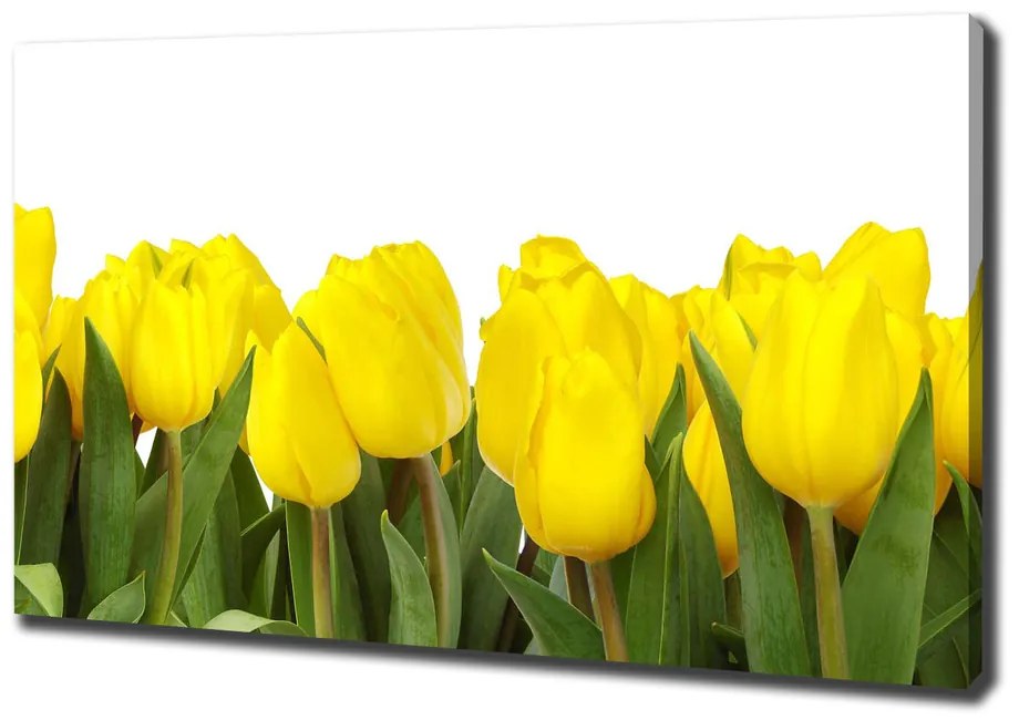 Wallmuralia Foto obraz na plátně Žluté tulipány 100x70 cm