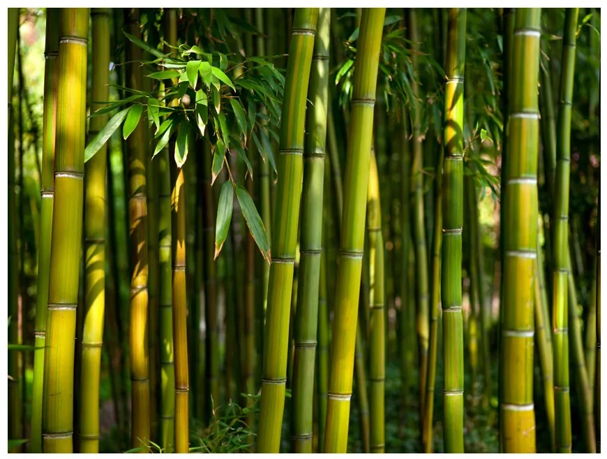Fototapeta - Asijský bambusový les 300x231 + zdarma lepidlo