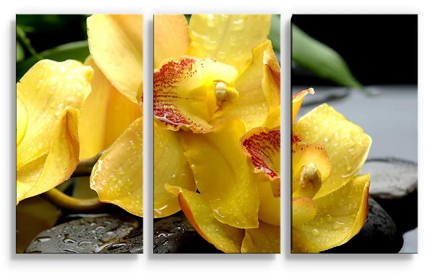 Sablio Obraz - 3-dílný Žluté orchideje - 120x80 cm