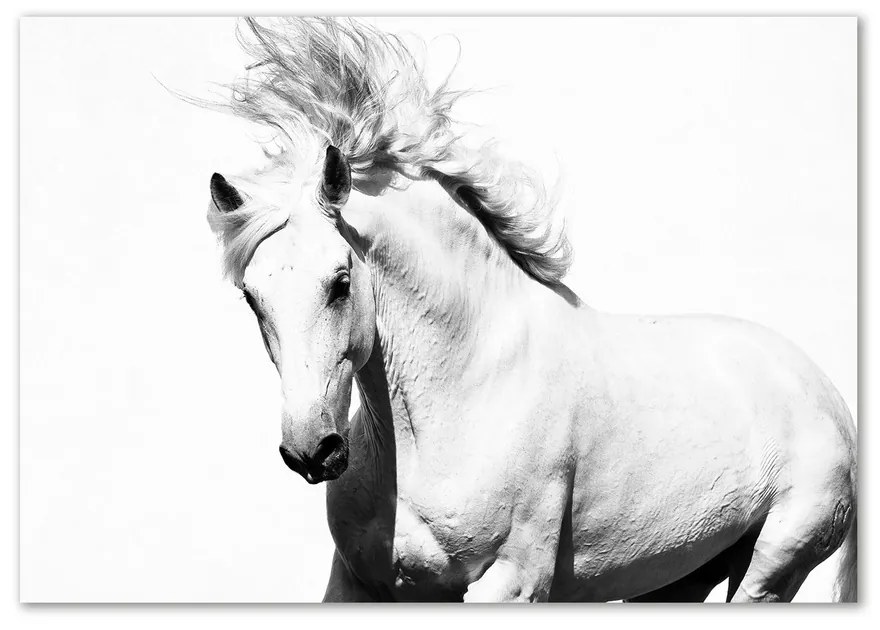 Wallmuralia Foto-obraz fotografie na skle Bílý kůň 100x70 cm