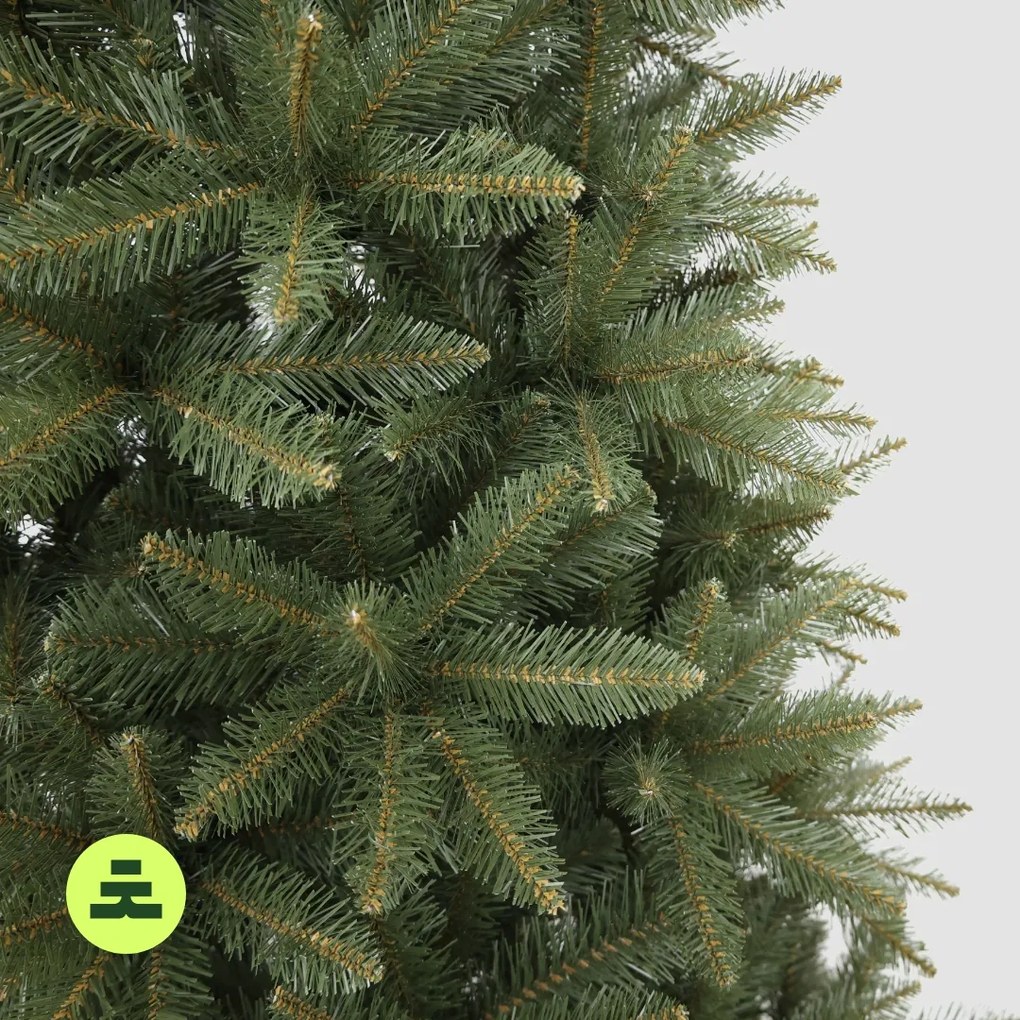 Smrk Kavkazský 150 cm
